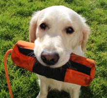 Dummytraining für Hunde mit Anleitung » futalis.de