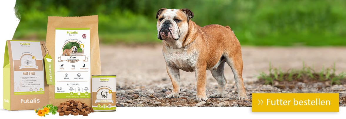 Englische Bulldogge Futter für Ihren Hund erstellen » futalis.de