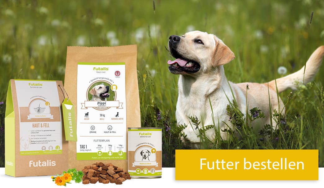 Labrador Futter trocken & nass zusammenstellen » futalis.de