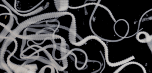 Bandwürmer beim Hund: Symptome, Ansteckung & Behandlung